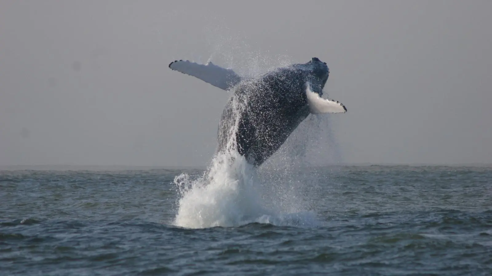 ATU marine scientists involved in exciting new pan-European marine ...