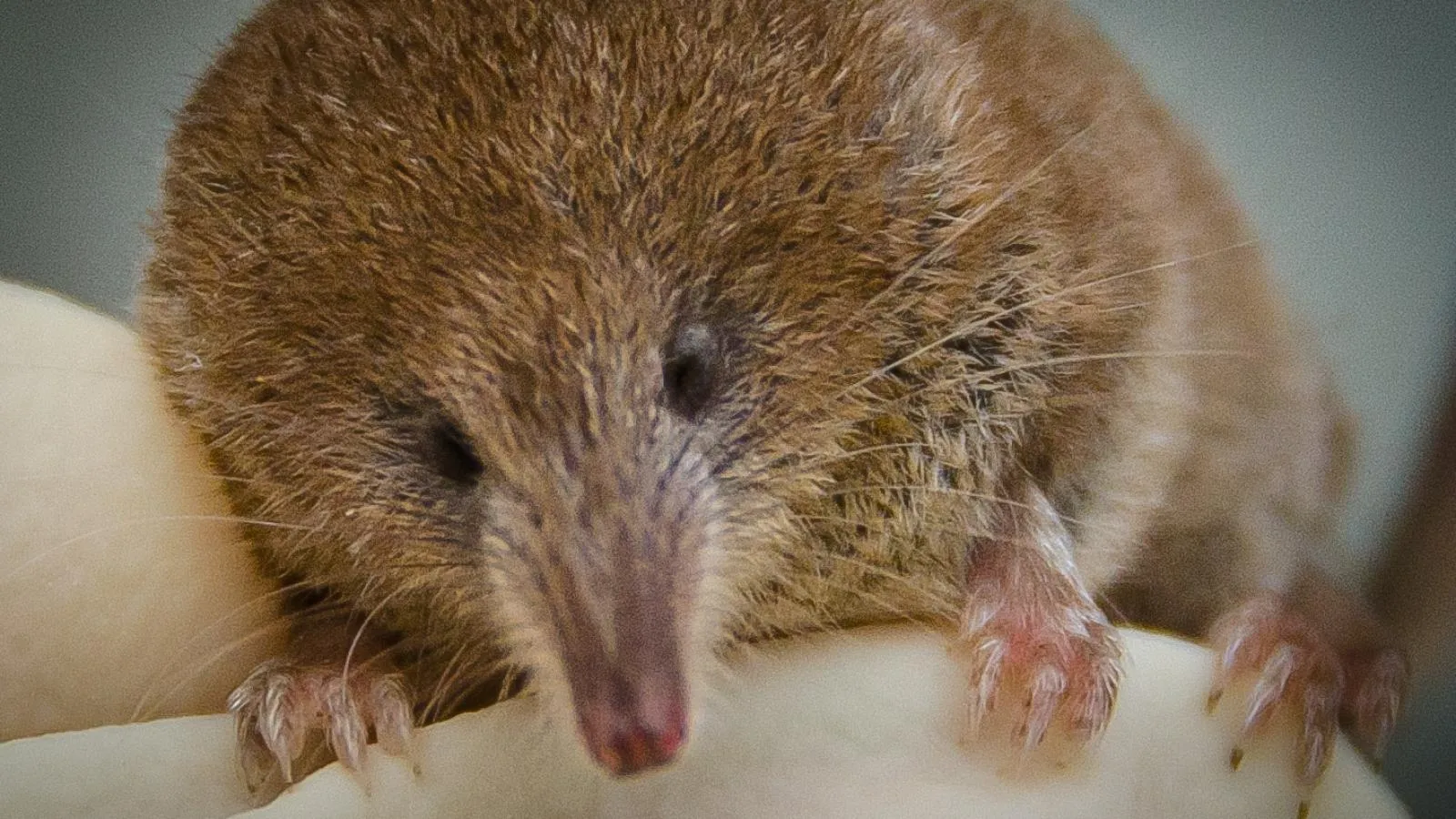 How Ireland’s smallest mammal, the pygmy shrew, is quietly and quickly ...